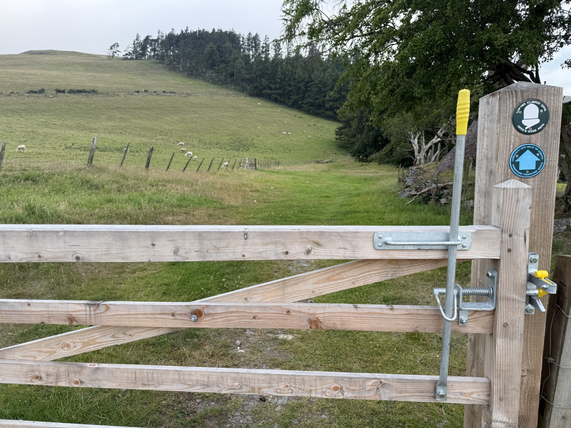 Wernog Wood Campsite – Bodfari – The Interconnected View